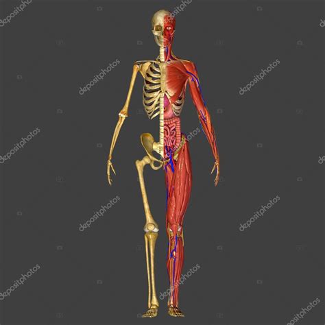 Sistema Muscular Y Esqueleto Cuántos Músculos Hay En El Cuerpo