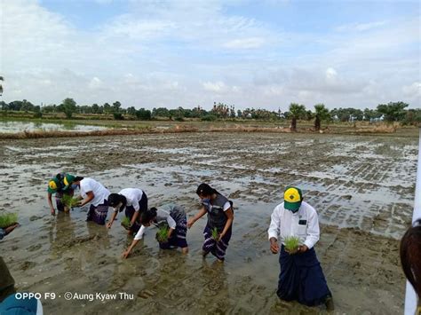 စစ်ကိုင်းတိုင်းဒေသကြီး ချောင်းဦးမြို့၌ မိုးစပါးဆင်းသုခ Sri စိုက်ပ