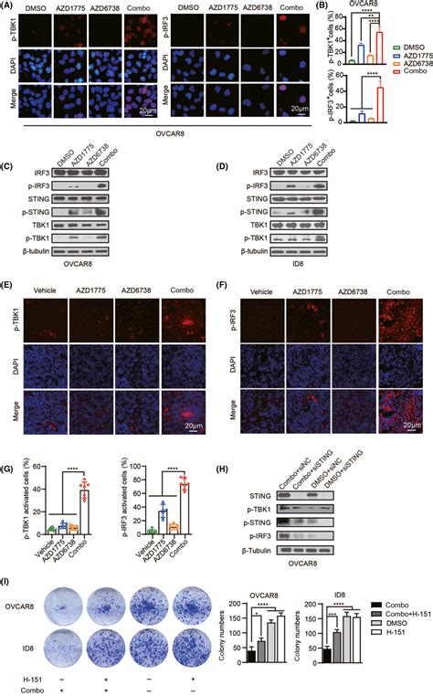 Dual Inhibition Of Wee1 And Atr Further Activates The Sting Signaling Download Scientific