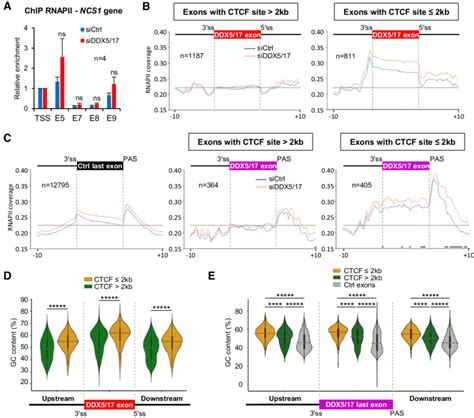 A Chip Qpcr Analysis Showing The Relative Binding Of Rnapii To Download Scientific Diagram