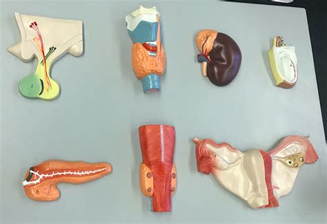 LAB Endocrine System Diagram Quizlet
