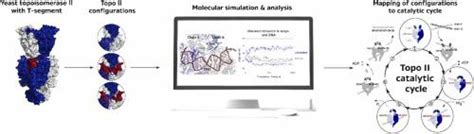 通过全原子模拟揭示 Ii 型 Dna 拓扑异构酶的域间动力学：对理解其催化循环的意义 Computational And Structural Biotechnology Journal