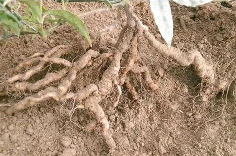 怀玉山三叶青 上饶玉山特产 国家地理标志产品 玉山产地宝 三叶青 江西产地宝