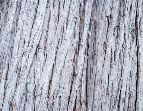 Premium Photo Forest Tree Texture