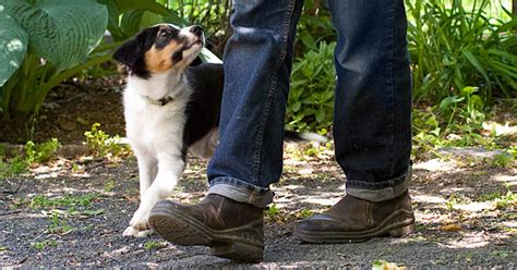 Pattern Games For Puppies Clean Run