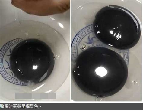灰鵝生出黑心蛋 內行人曝原因不排除是天然黑色素 ETtoday寵物雲 ETtoday新聞雲