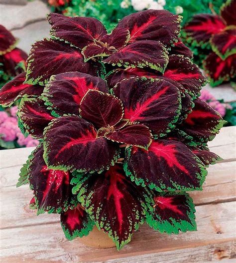 Комнатное растение Колеус — фото описание и уход Вредители и болезни растений борьба с ними