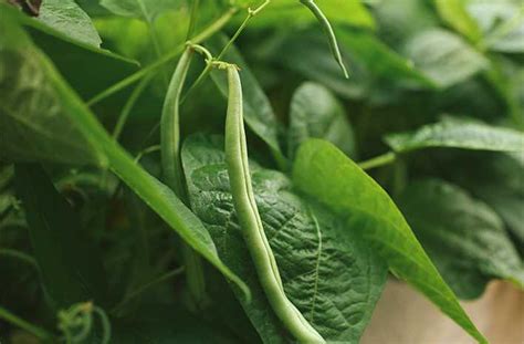 Green Bean Seeds A Guide To Growing And Planting Updated May 2026