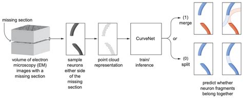 End To End Method For Determining Whether To Merge Neurons Across A Download Scientific Diagram