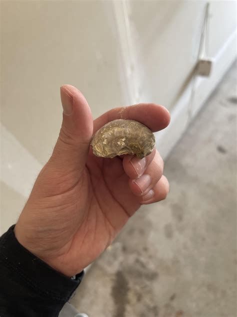 Possible Fossil Of A Shell R Fossilid