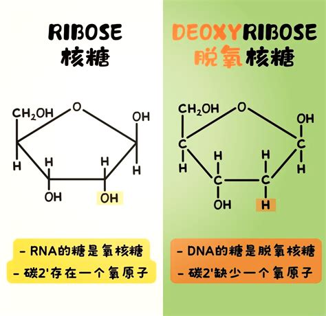 🧬核糖核苷酸与脱氧核糖差异解析
