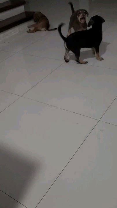 කලු පාට Melly බබාට ආදරණීය නිවාසක් හොයනව User Xf9yu5bf1o Shortvideo Youtube