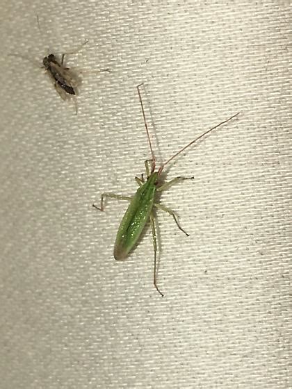 Rice Leaf Bug Trigonotylus Caelestialium Bugguide Net