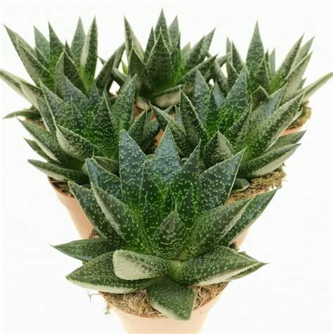 Gasteraloe Royal Princess Giromagi Cactus And Succulents