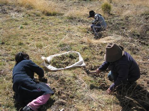 La Vida De Una Gringa En Peru Cosecha De Maca Fotos