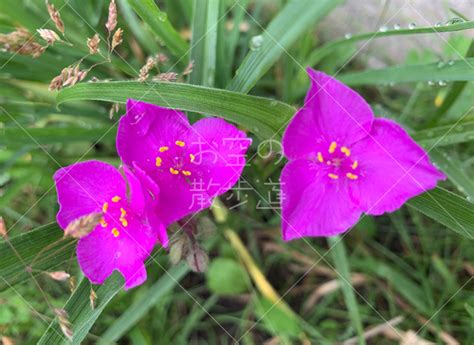 N F 00043 お空の散歩道