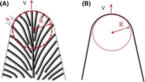 Scheme Of Eutectic Tip Shown As Dendritic Surface A Download