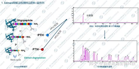 多肽药物n端测序 知乎