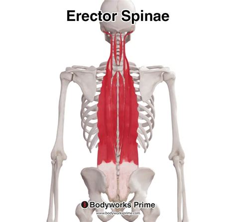 Erector Spinae Muscle Anatomy Bodyworks Prime