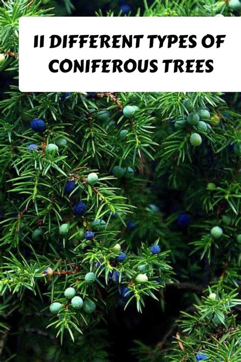 11 Types Of Coniferous Trees 11 Types Of Coniferous Trees