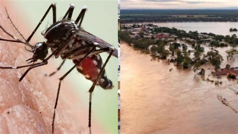 Sa Japanese Encephalitis Warnings Amid Wet Spring Weather Herald Sun