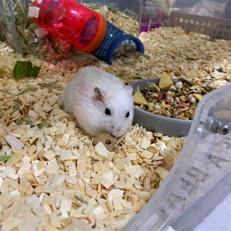 仓鼠怎么繁殖 其实繁衍仓鼠要这样做 说明书网