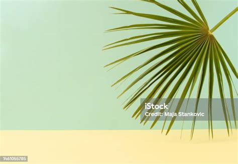파스텔 배경에 야자수 잎이 있는 창의적인 해변 장면 여름 해변 개념입니다 최소한의 열대 아이디어 공간을 복사합니다 0명에 대한