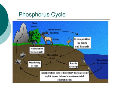 Phosphorus Cycle Ppt Download