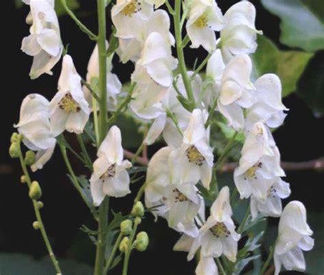 Monkshood White Aconitum Napellus Album Seeds