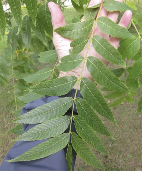 Leaf Pinnate Tree Guide UK Pinnate Leaf Identification