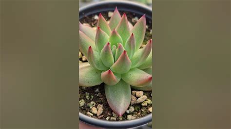 좋은 다육이 다육식물 레인보우다육 황영웅 Youtube
