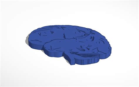 3d Design Copy Of The Brain Part 3 Tinkercad
