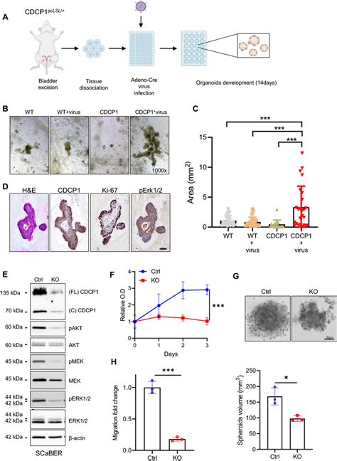 Transgenic Overexpression Of Cdcp1 Induces Proliferation In Ex Vivo