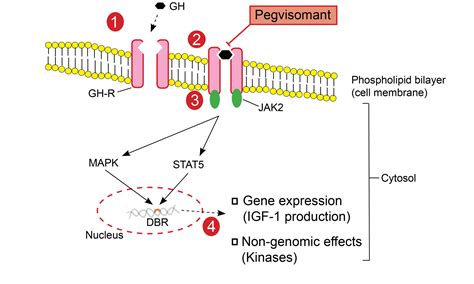Pegvisomant For Acromegaly My Endo Consult