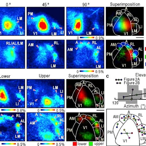 Retinotopic Organization Of The Visual Cortex A And B Retinotopic Download Scientific Diagram