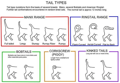 Tail Type Mutations In Cat Breeds