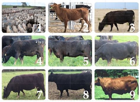 Image Body Condition Scores Mature Beef Cattle Msd Veterinary Manual