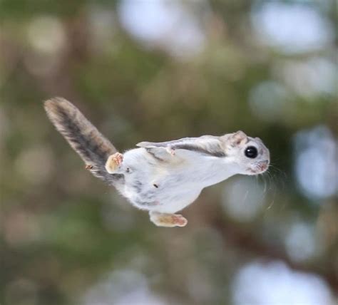 Пин на доске Flying Squirrel Милые животные Животные Белка
