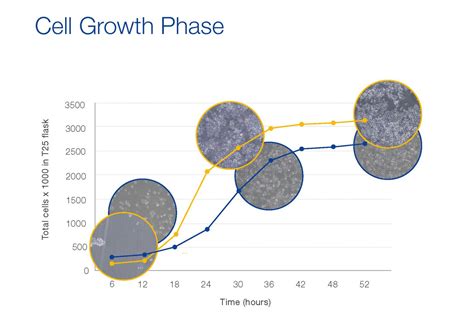 Ensure Success Via A Systematic Cell Culture Workflow Scientist Live