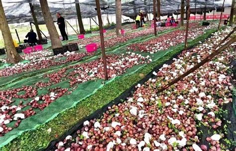 贵阳贵安2023年计划种植3万亩林下红托竹荪 腾讯新闻