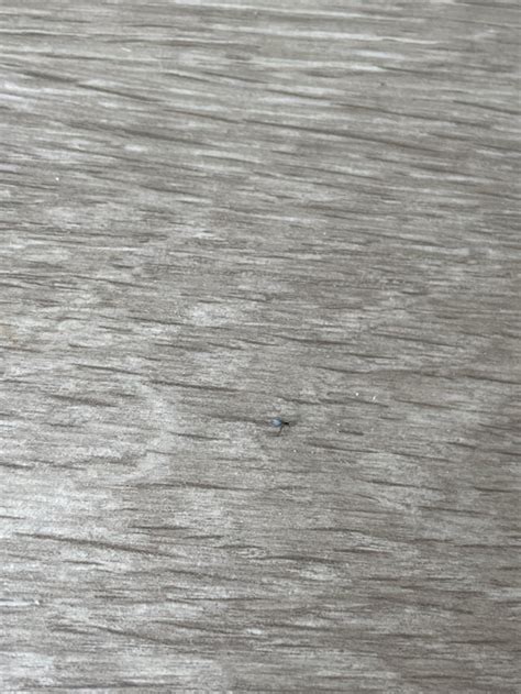 Tiny Gnats Coming In Around Balcony Door During Storm Rwhatisthisbug