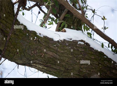 Snow Along Tree Limbs On A Grey Day Stock Photo Alamy