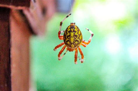 Orbweaver Photographed In Western Nc R Spiders