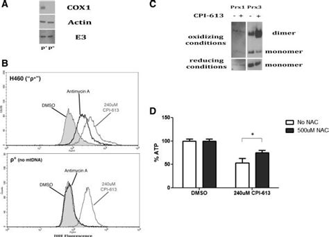 Cpi 613 Induced Mitochondrial Reactive Oxygen Species Originate From A