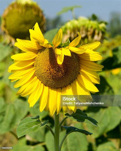 해바라기 키가 북미 매우 큰 황금 Rayed 꽃 데이지 가족의 식물 해바라기는 요리에 대 한 오일의 중요 한 원천 그들의 식용 씨를 위해 재배 농업에 대한 스톡 사진 및