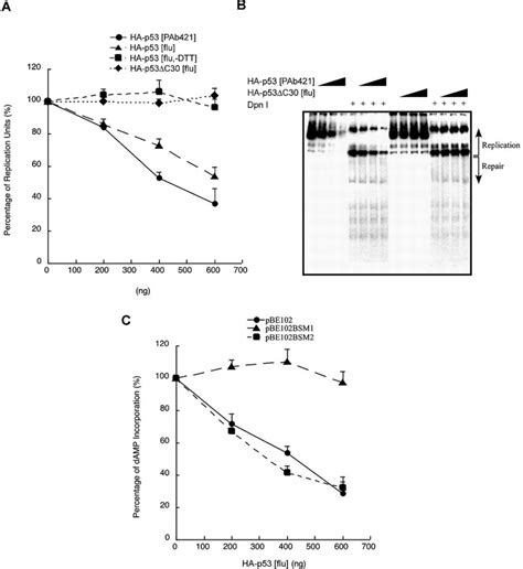 Inhibition of the replication of γirradiated Py oriDNA requires the