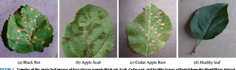 Figure 1 From Detection Of Apple Plant Diseases Using Leaf Images Through Convolutional Neural