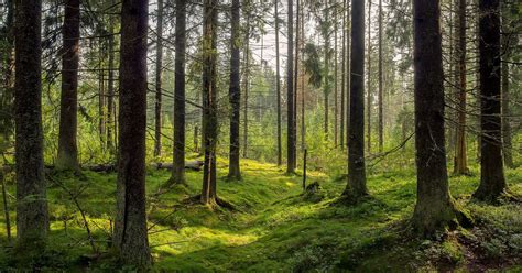 Random Forest Algorithms A Complete Guide Built In