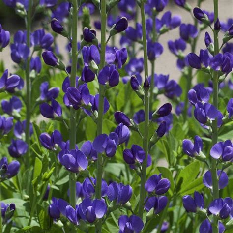 Outsidepride 50 Seeds Perennial Baptisia Blue False Indigo