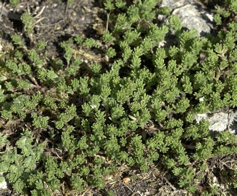 Sedum Sexangulare Stock Image Image Of Poor Decorative 235654117